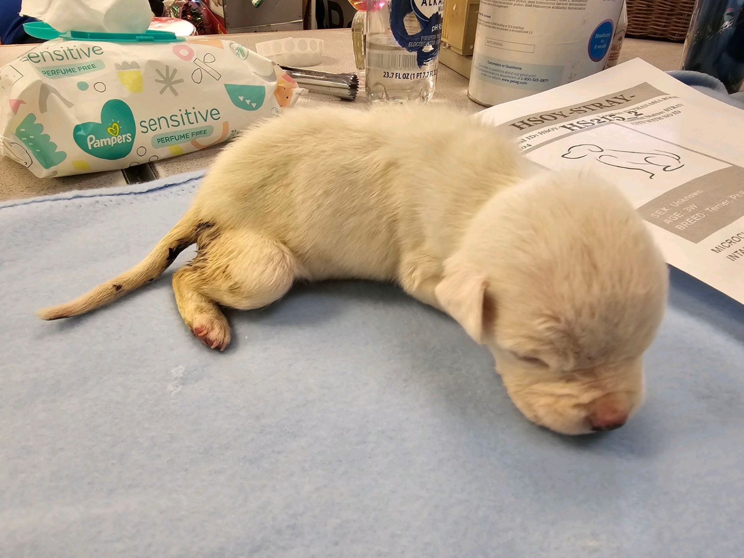 Malnourished puppies need your help!